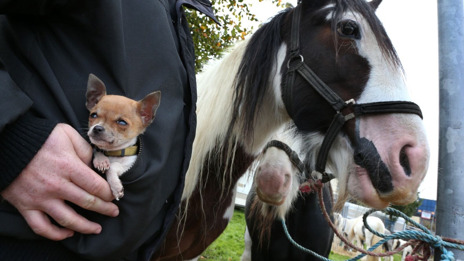 Thousands attend Ballinasloe horse fair – The Irish Times