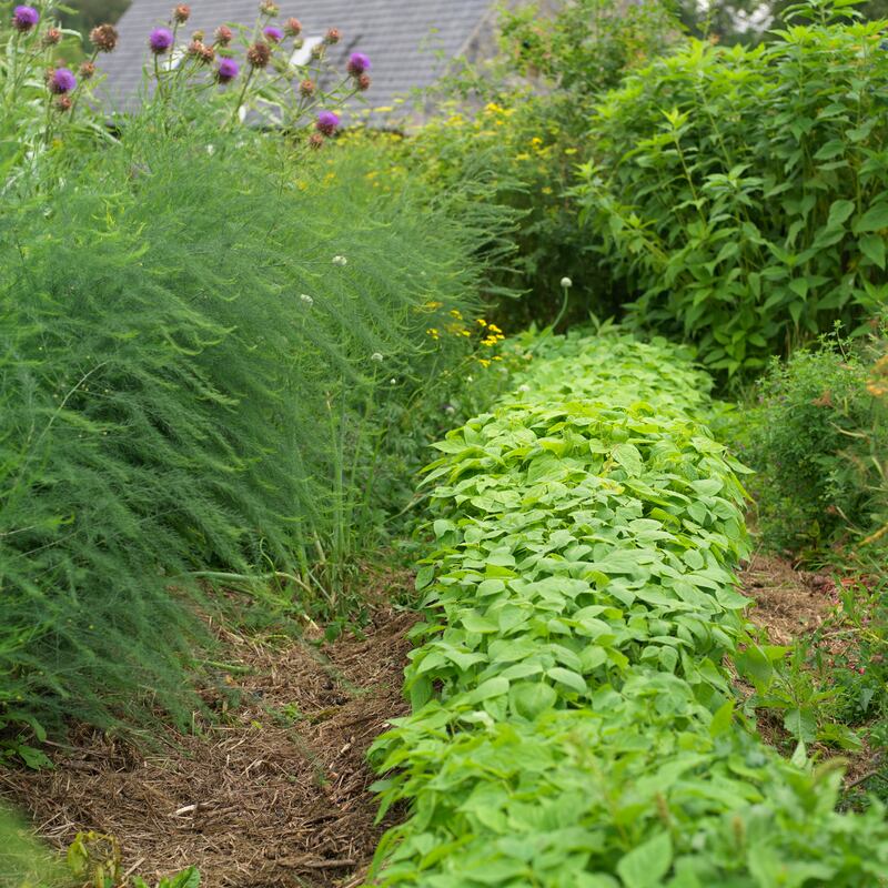 Meet the French gardener who wants to save Irish soil – The Irish Times