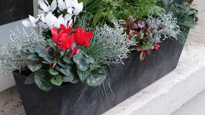 Bright berries and winter window boxes bring joy to your world – The ...