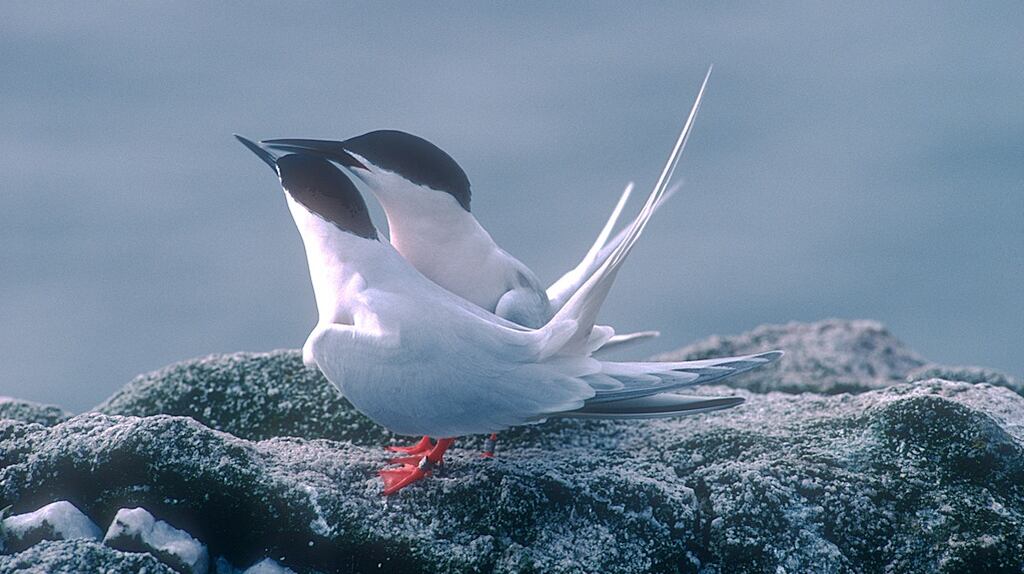 Ireland plays critical role in the protection of the most beautiful of ...