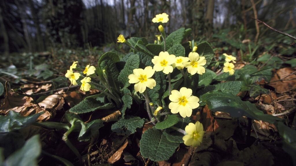 Are primroses the perfect spring flower? They love the damp and are ...