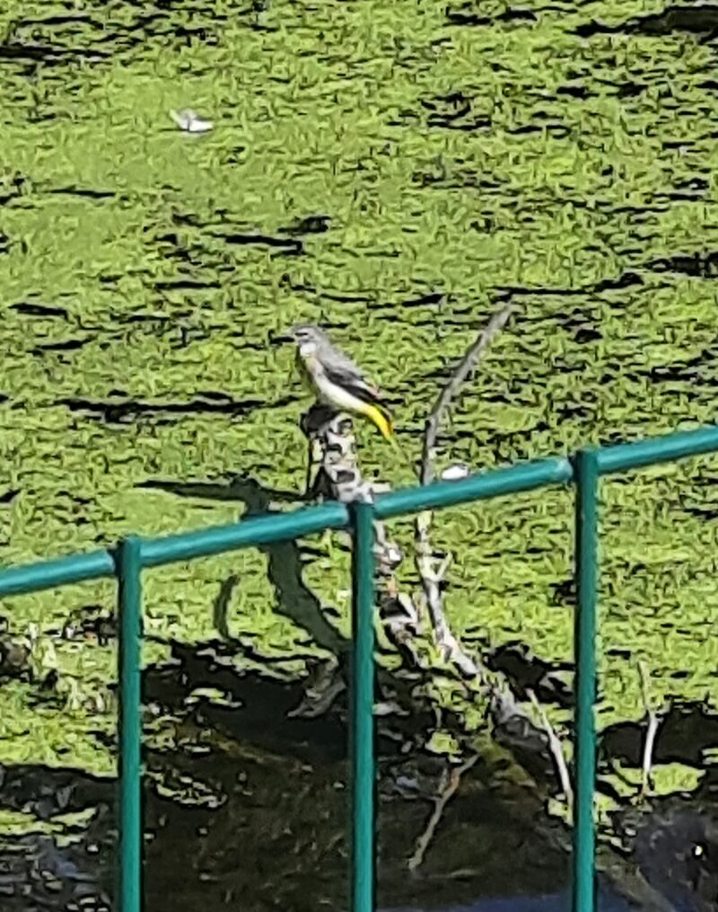 Dung flys indulge in wing-waving displays on the flowers of umbels ...