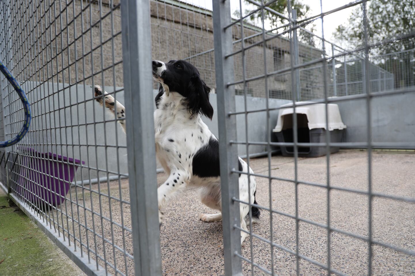 Aftermath of the Covid puppy boom: ‘A tsunami of unwanted dogs’ – The ...
