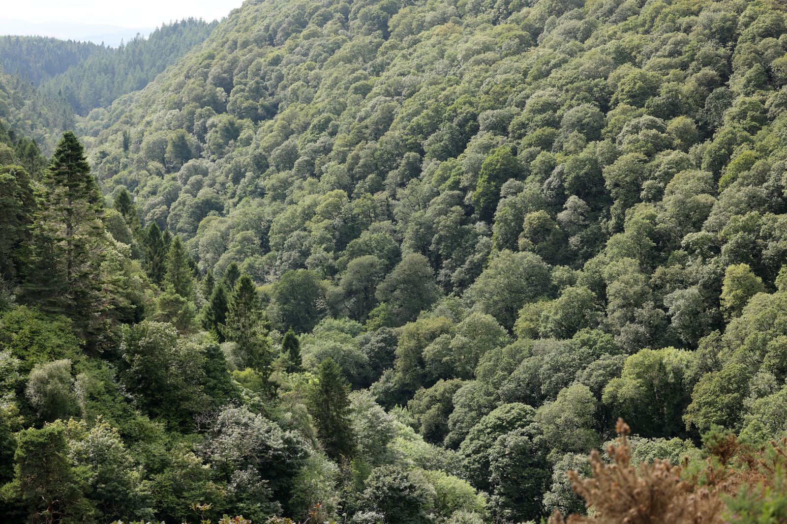 How Ireland’s forests are undergoing a revolution to boost biodiversity ...
