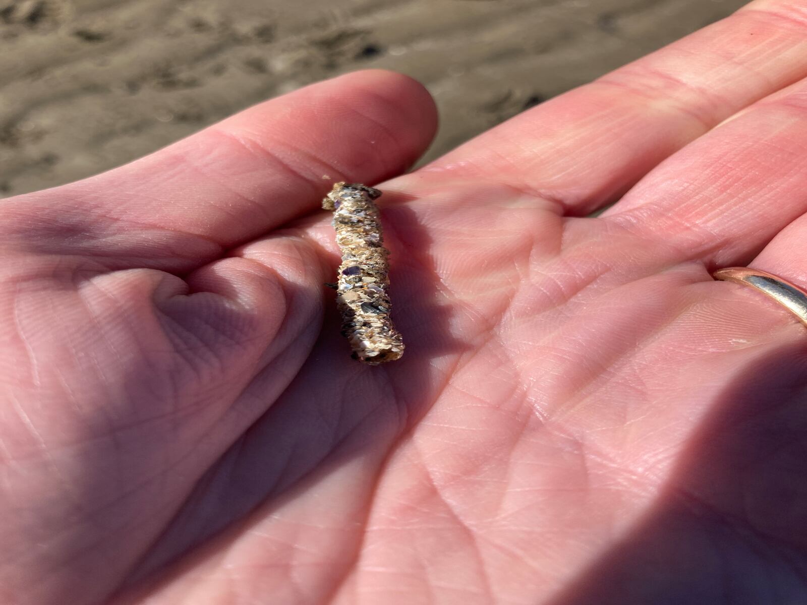 What a beauty: rare moth sighted in Connemara – The Irish Times