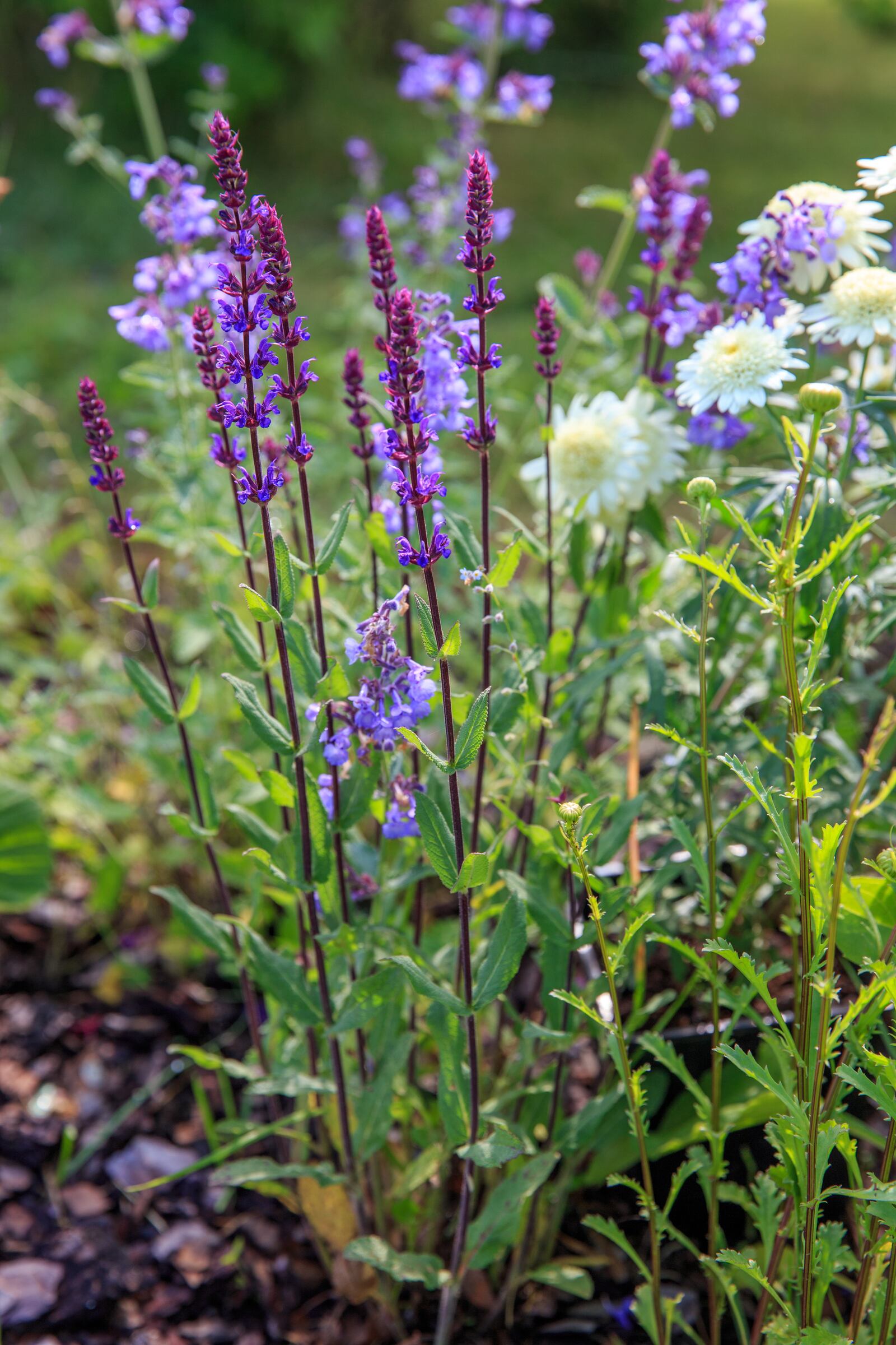 Ten plants for tricky parts of the garden – The Irish Times