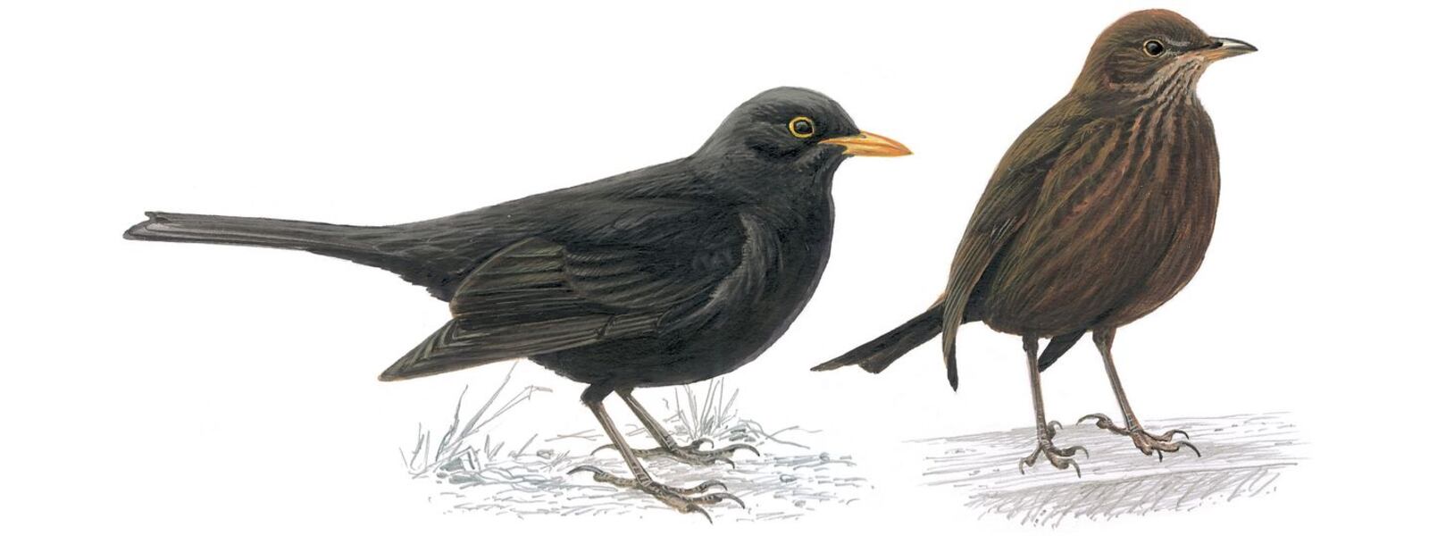 Identify Ireland’s most common garden birds – with pictures and sound ...