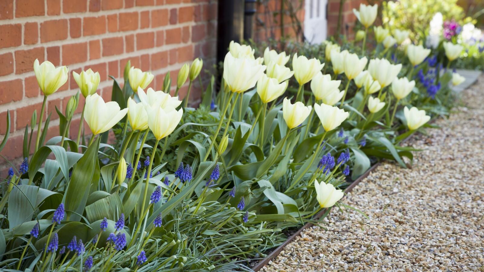 Ten great spring flowering bulbs to try this year – The Irish Times