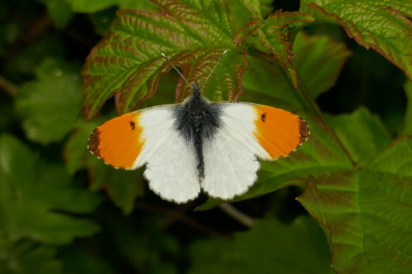 Have you seen many butterflies this summer? Many Irish species are ...