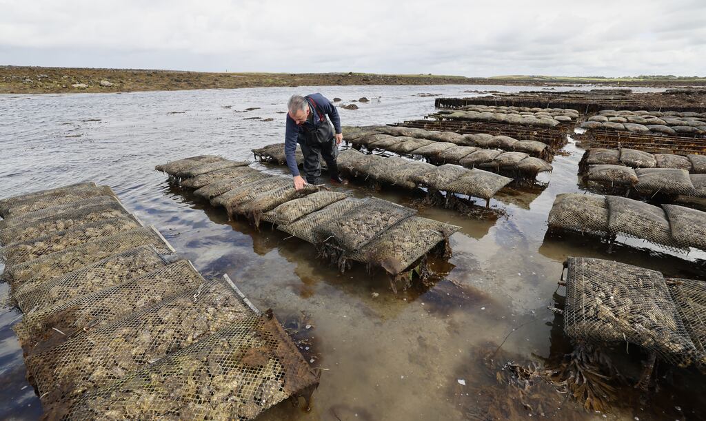 ‘Oysters are ecosystem warriors because they clean the water. It’s ...