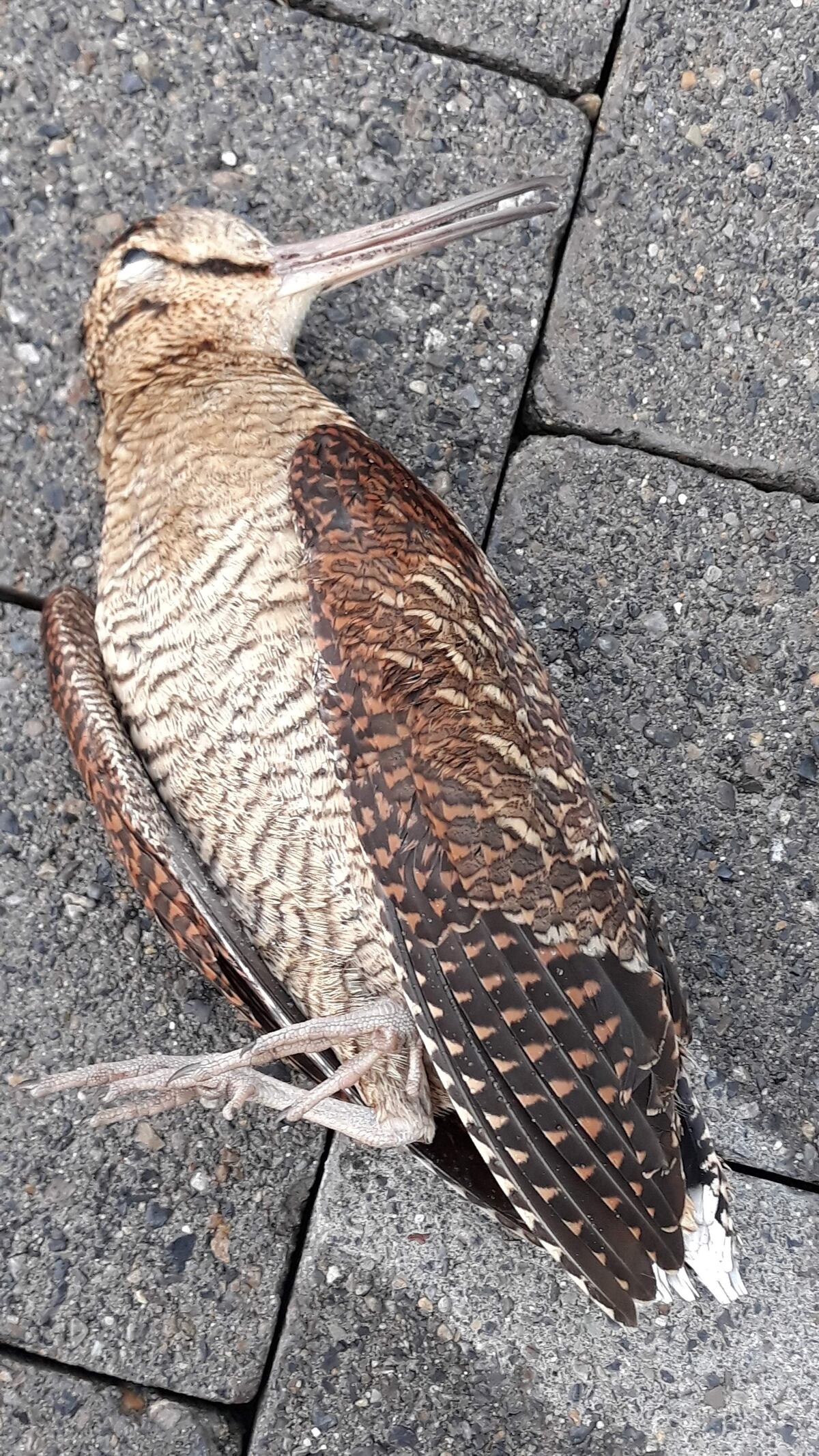 Is it unusual for snipe to turn up in a city garden? Readers’ nature ...