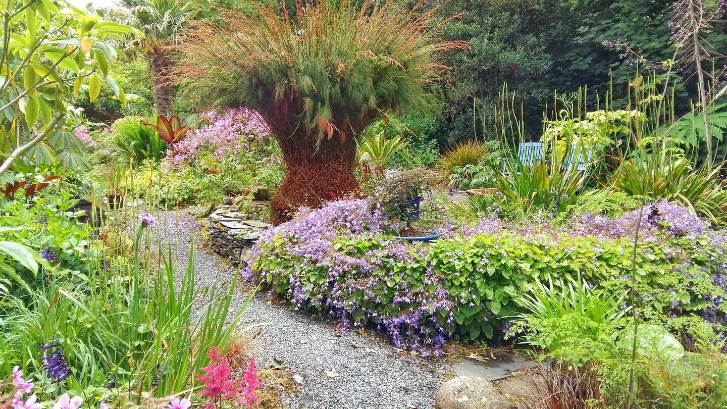 The secrets to growing an exotic Irish garden – The Irish Times