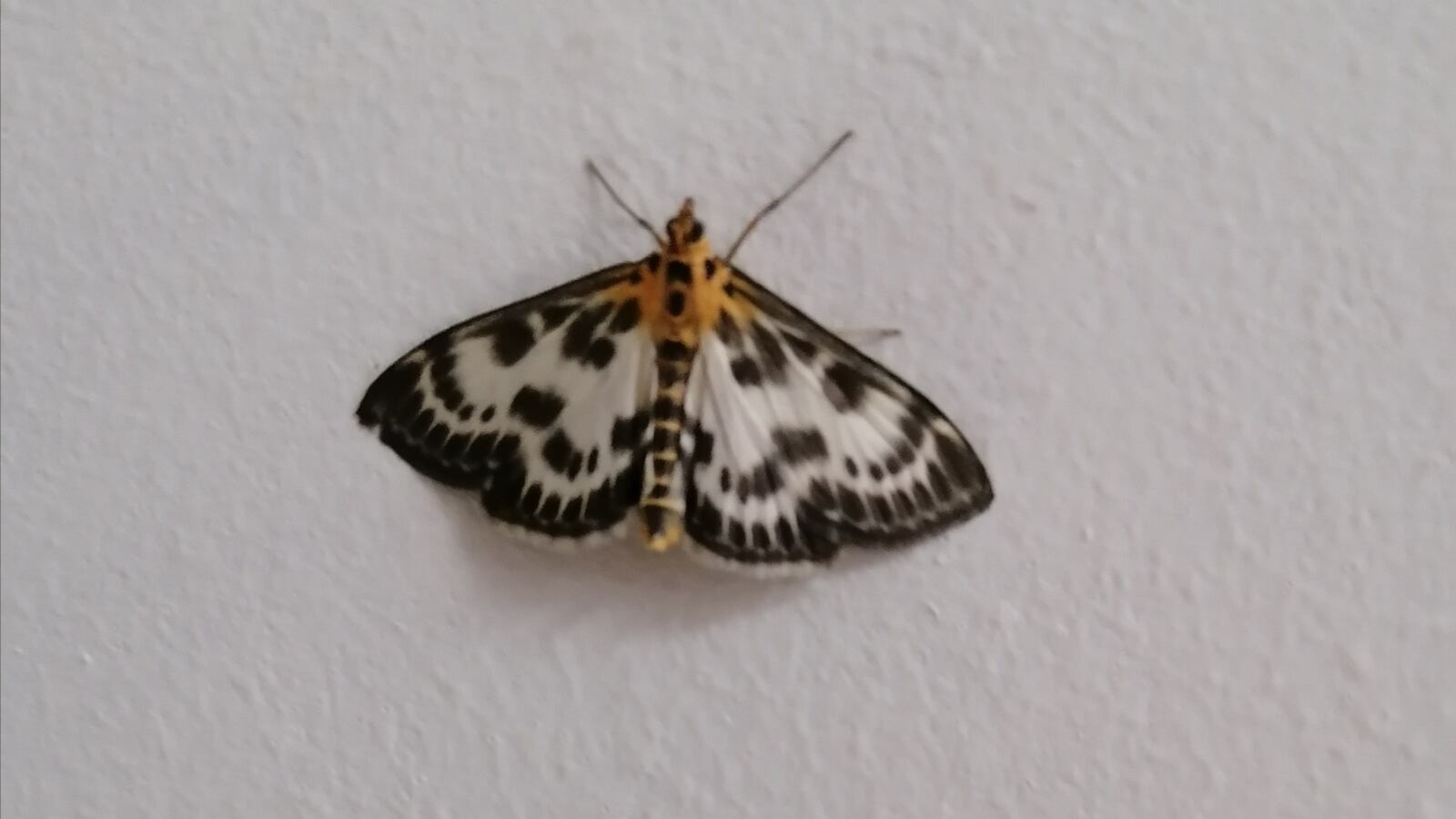 Eye on Nature: A starling with a very strange beak and a mystery moth ...