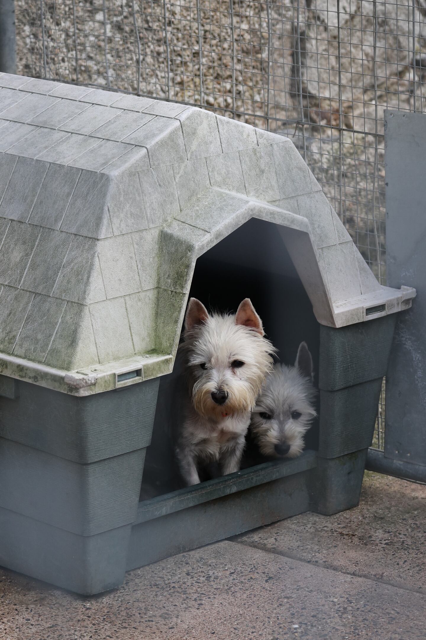 Aftermath of the Covid puppy boom: ‘A tsunami of unwanted dogs’ – The ...
