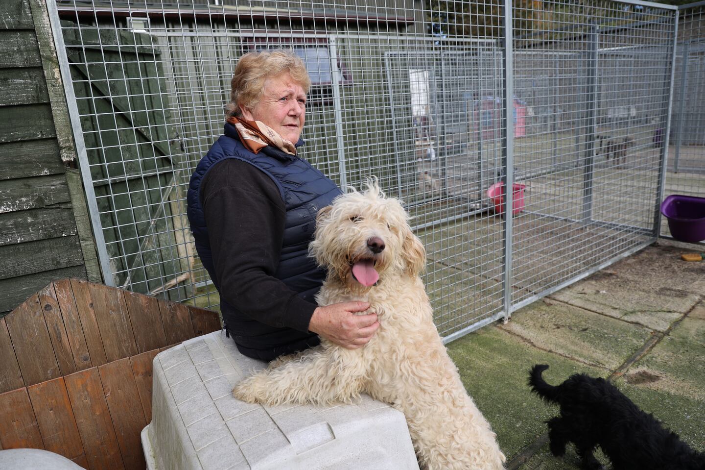 Aftermath of the Covid puppy boom: ‘A tsunami of unwanted dogs’ – The ...