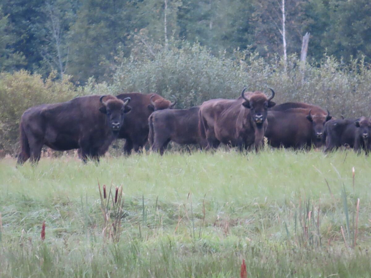 ‘Is this what Ireland once looked like?’ Bison, wolves and nature ...