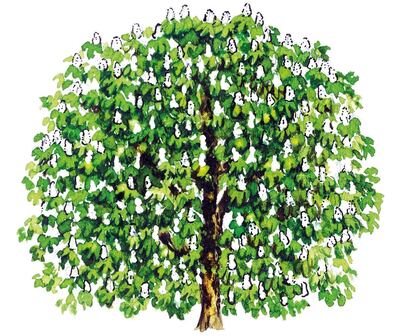 Identify the trees of Ireland – by leaf, flower, fruit and shape – The ...
