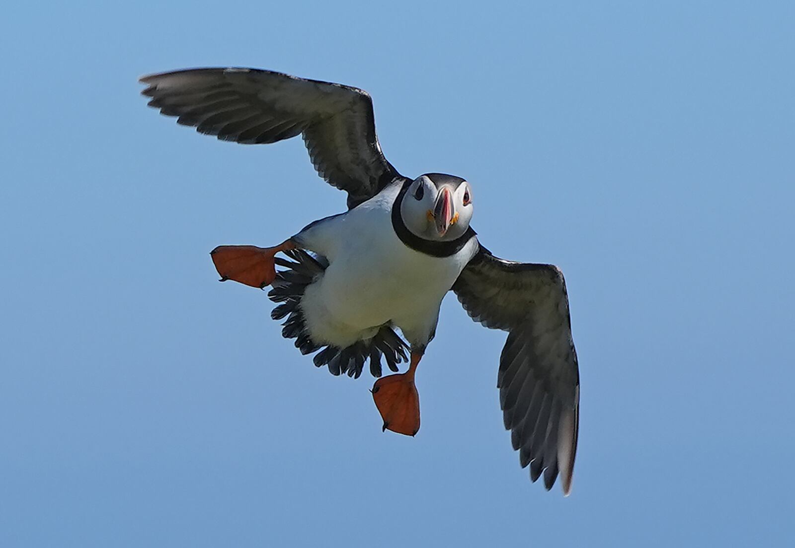 ‘Myth is becoming a reality’: Puffins make a comeback at Isle of Muck ...