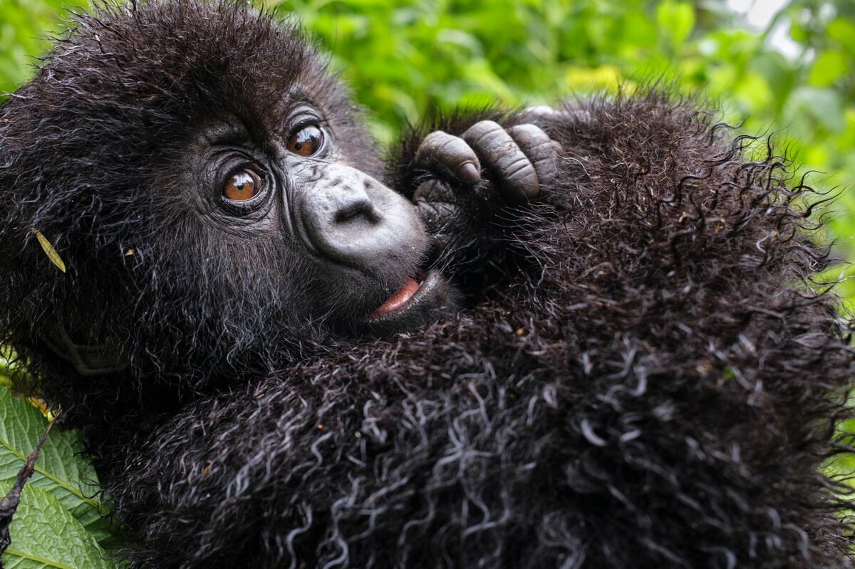 A Gorilla Story on Netflix: David Attenborough at his most chill pill ...