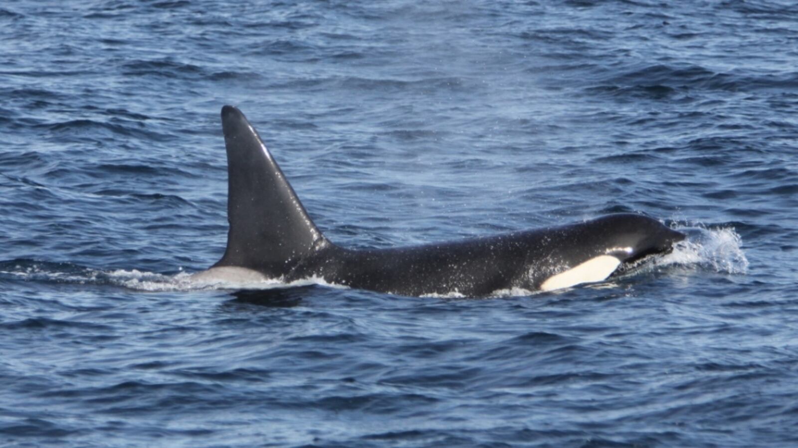 Wild waters: the lesser-known life of whales and dolphins along the ...