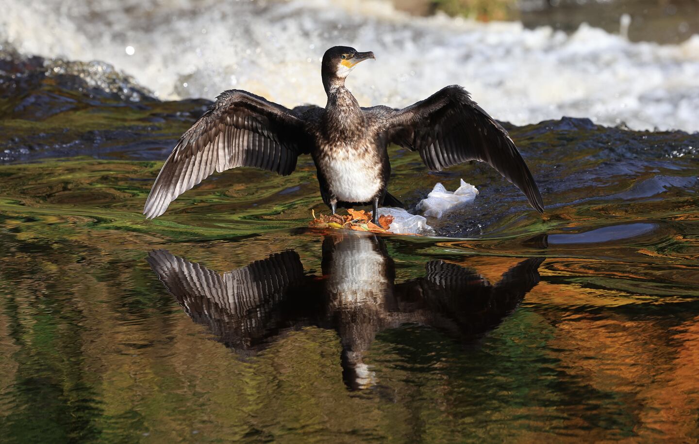 This is Your River: A film underlining importance of the Dodder in the ...