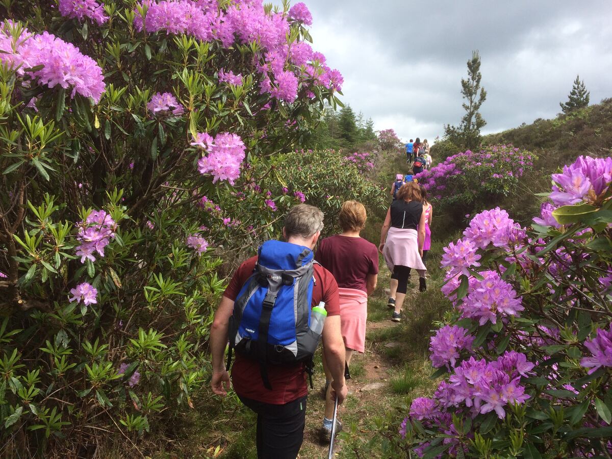 Irish nature’s greatest displays: the most majestic sights in the land ...