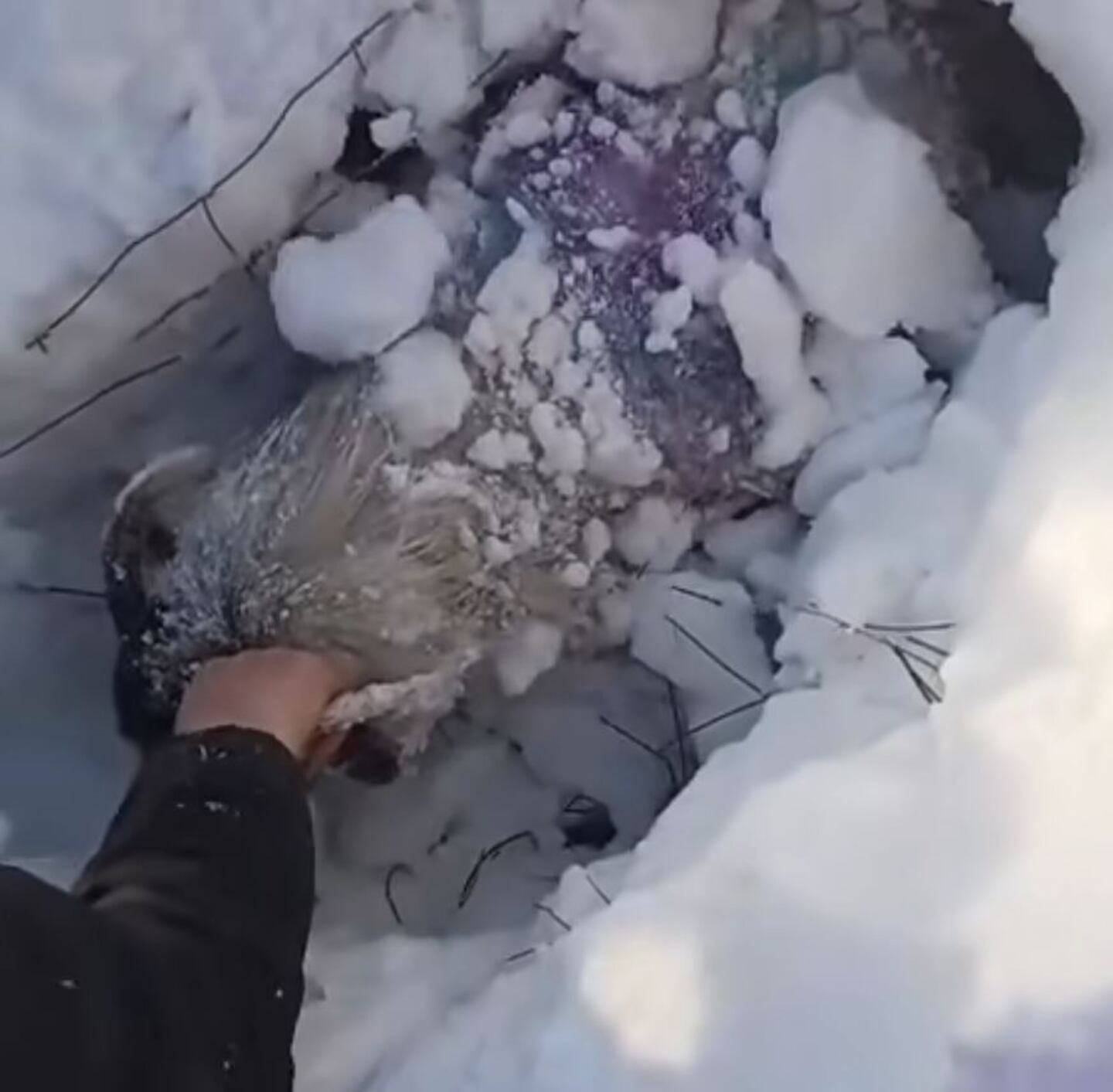 Farmers pitch in to rescue sheep buried under snow on Galtee Mountains ...