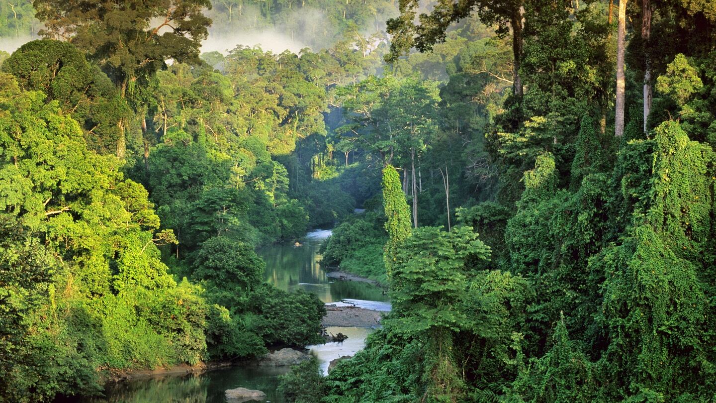 Off the beaten track in Borneo – The Irish Times