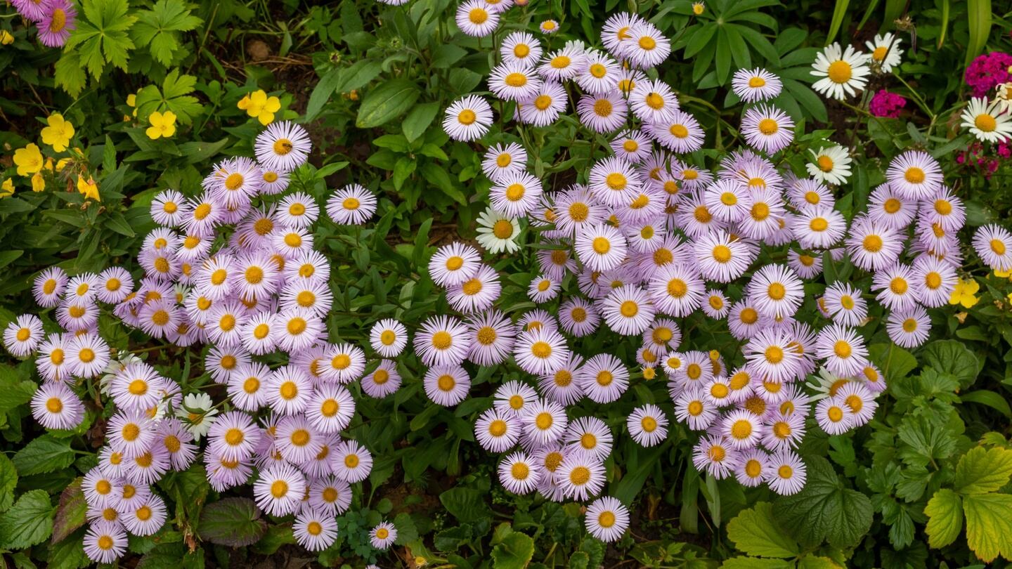 Ten plants for tricky parts of the garden – The Irish Times