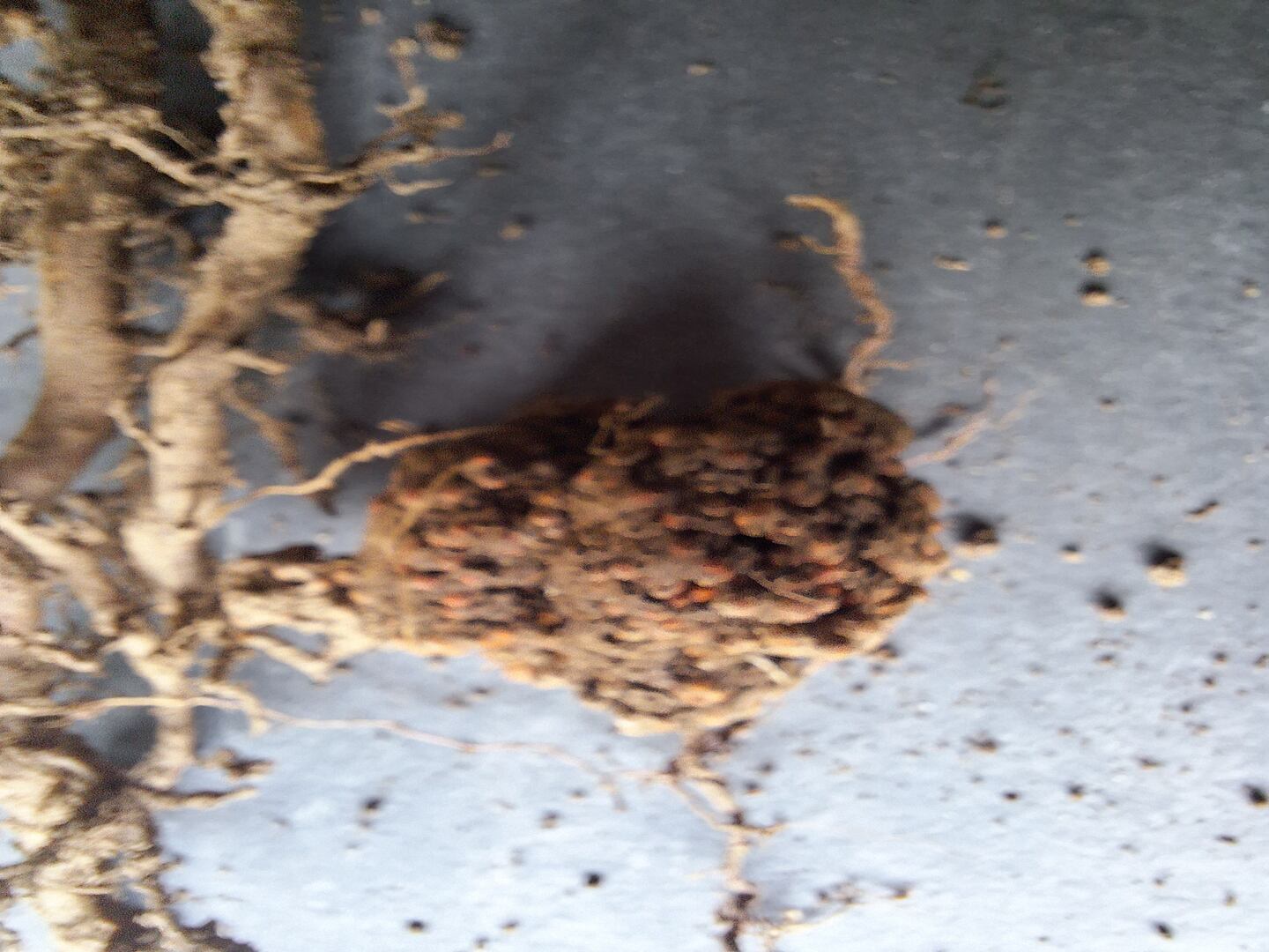 What laid this cluster of jelly-like egg sacs? – The Irish Times