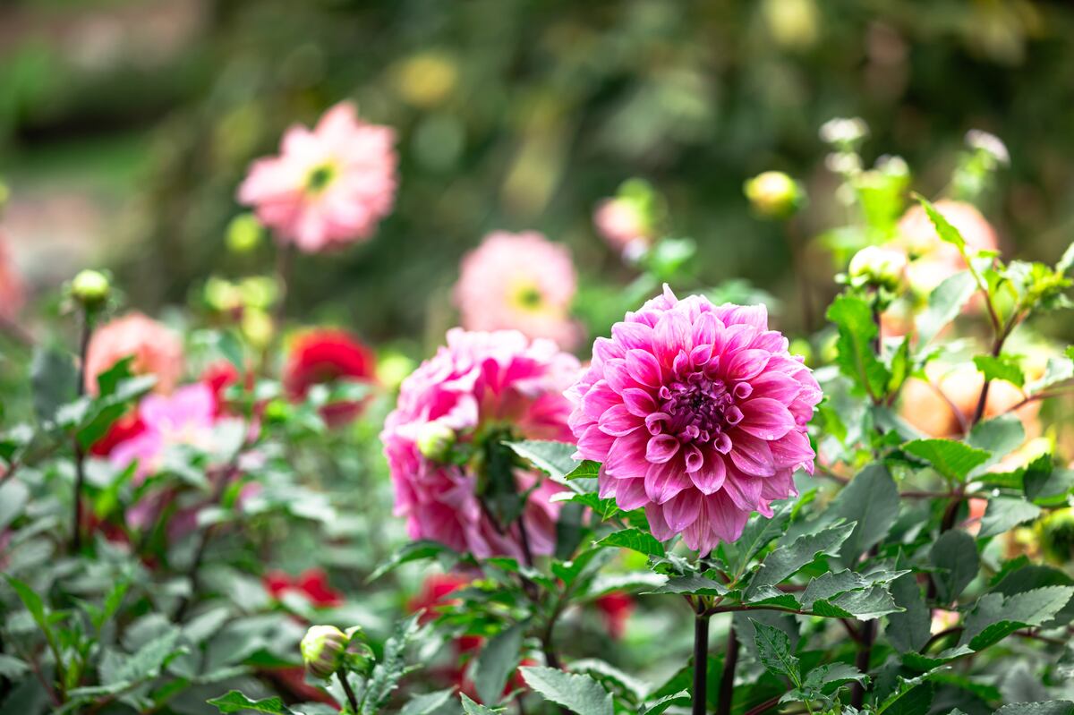 Six things to do in the early autumn garden to prepare for winter and ...