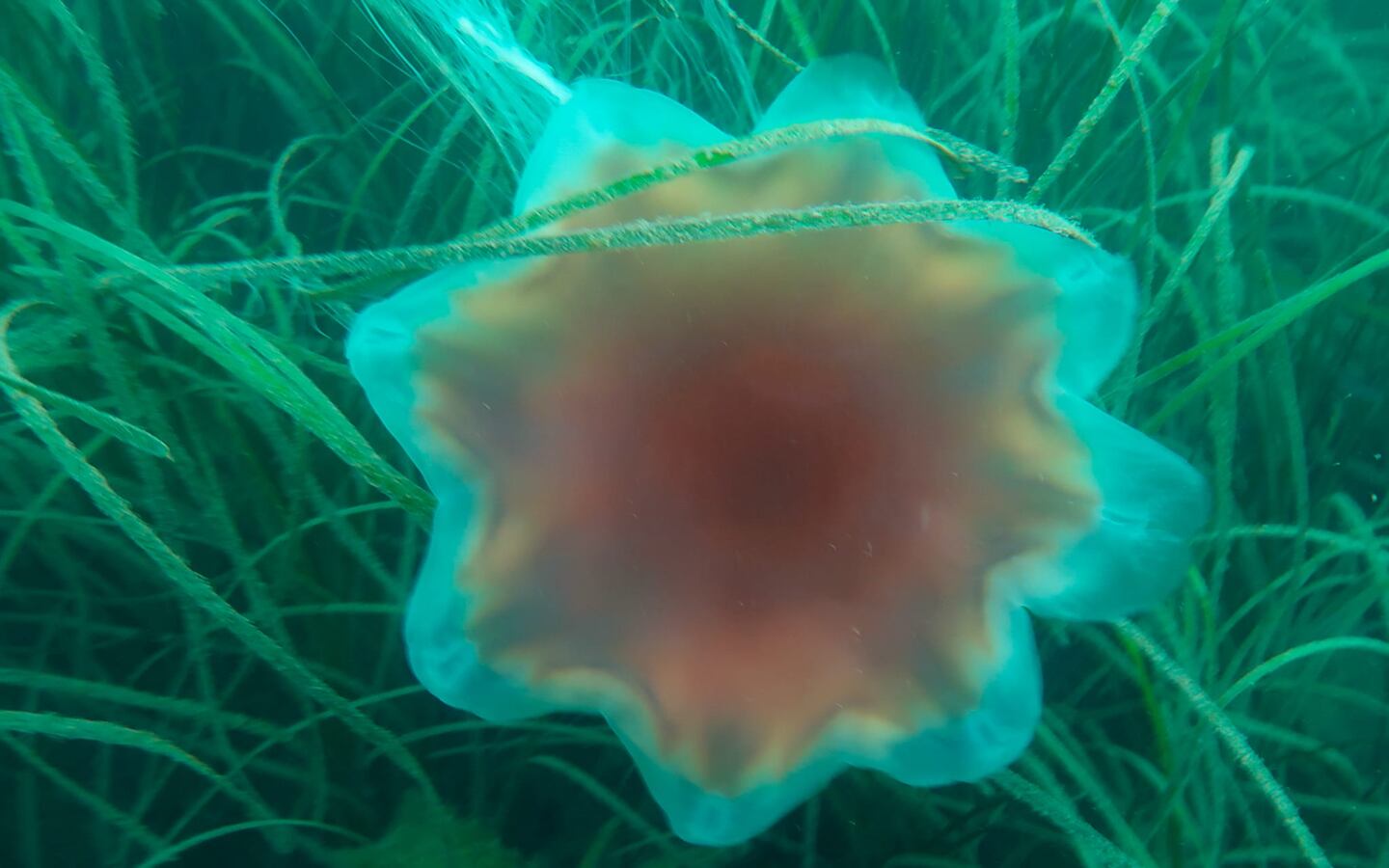 New seagrass areas and rich marine life found during Irish coastline ...