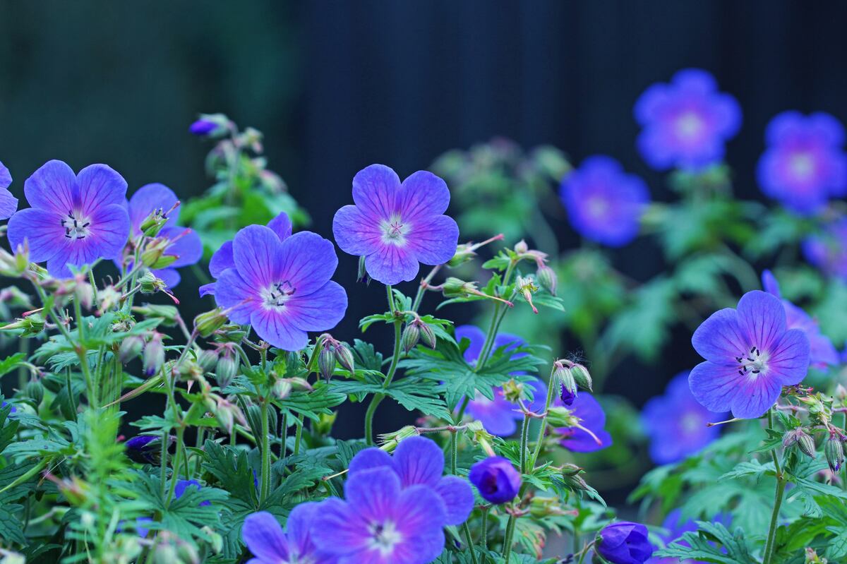 10 blue-flowering plants for the late-summer or early-autumn garden ...