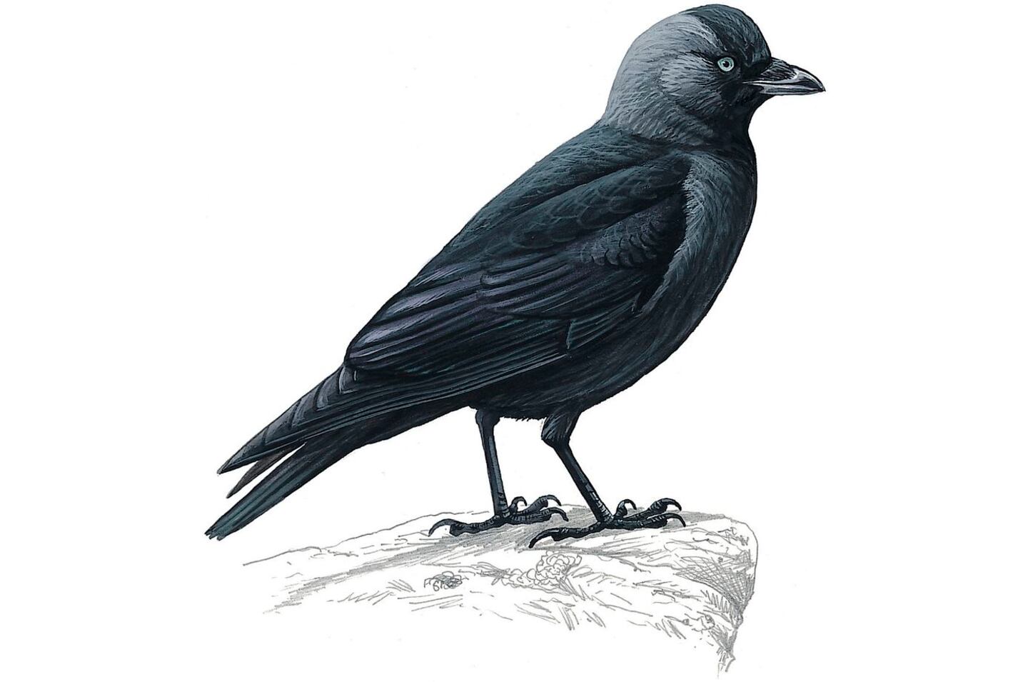 Identify Ireland’s most common garden birds – with pictures and sound ...