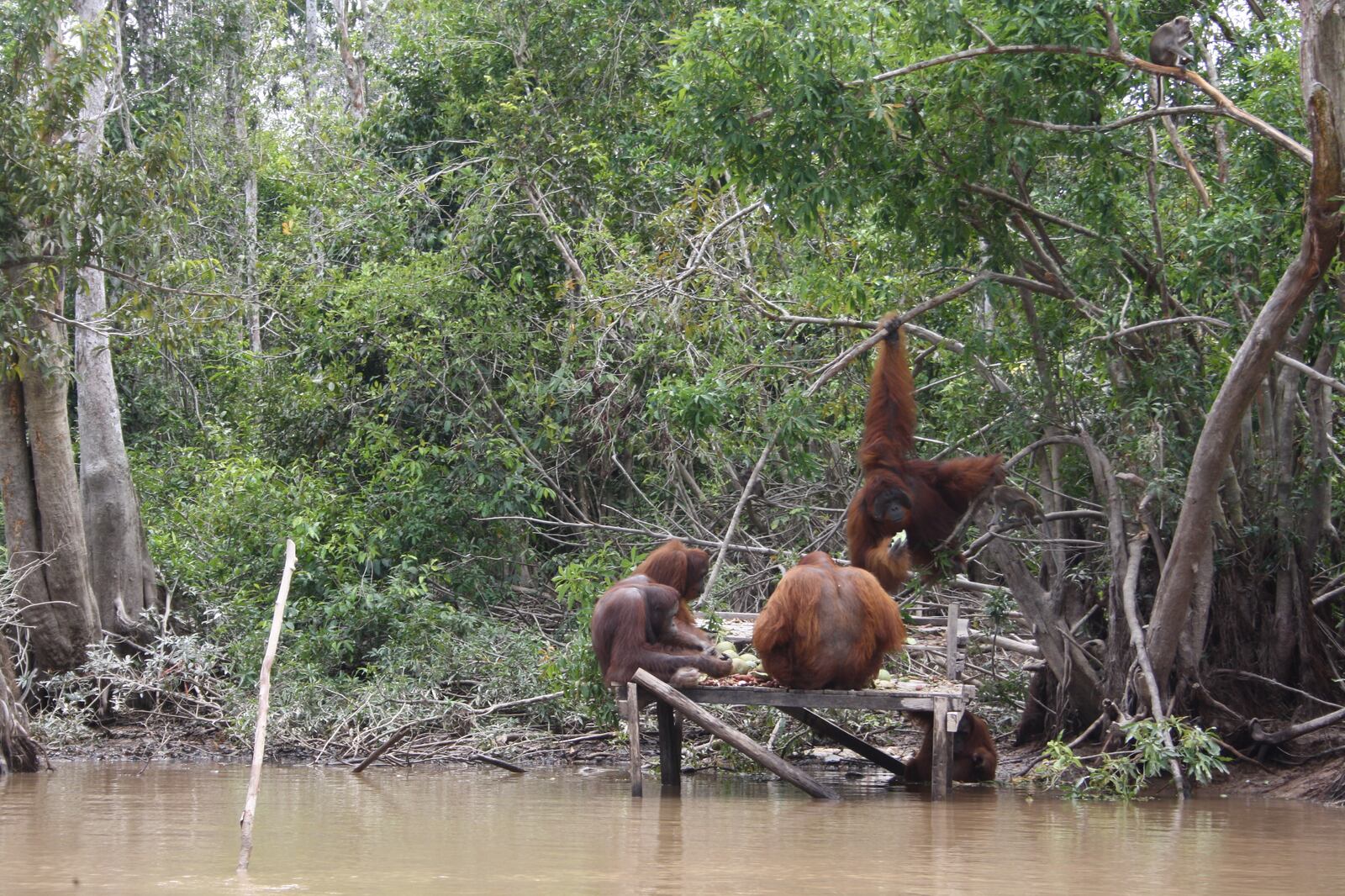 Adventuring through the rivers of Borneo and Flores Sea: Lush ...