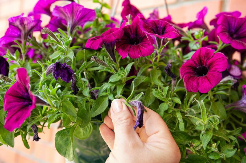 Pinch your petunia and earth up your potatoes: A May to-do list to get ...