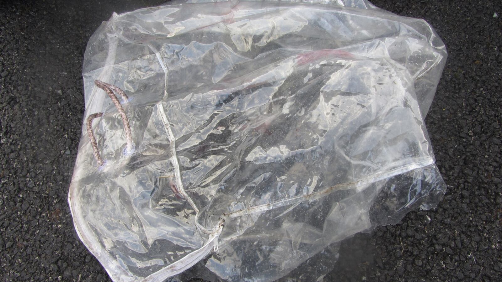 Yorkie dog found in plastic bag in rural Co Longford laneway – The ...