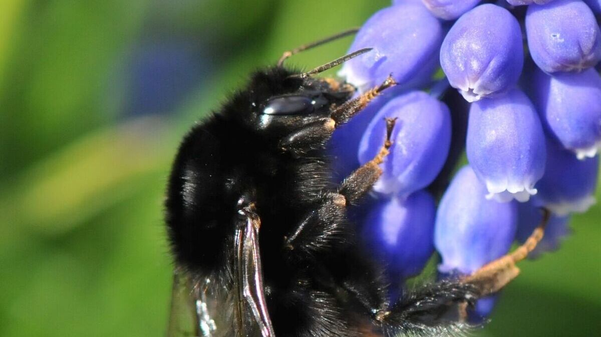 A third of all bee species in Ireland could be extinct by 2030 – The ...
