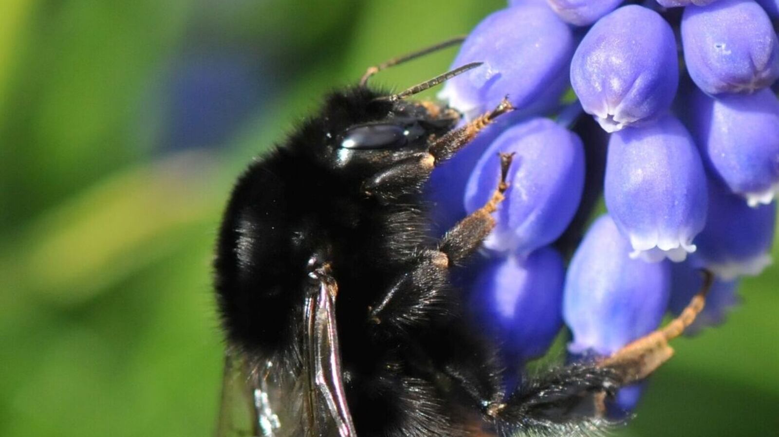 A third of all bee species in Ireland could be extinct by 2030 – The ...