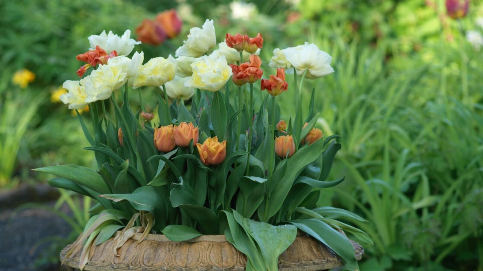 Want to get children gardening? Here’s how – The Irish Times
