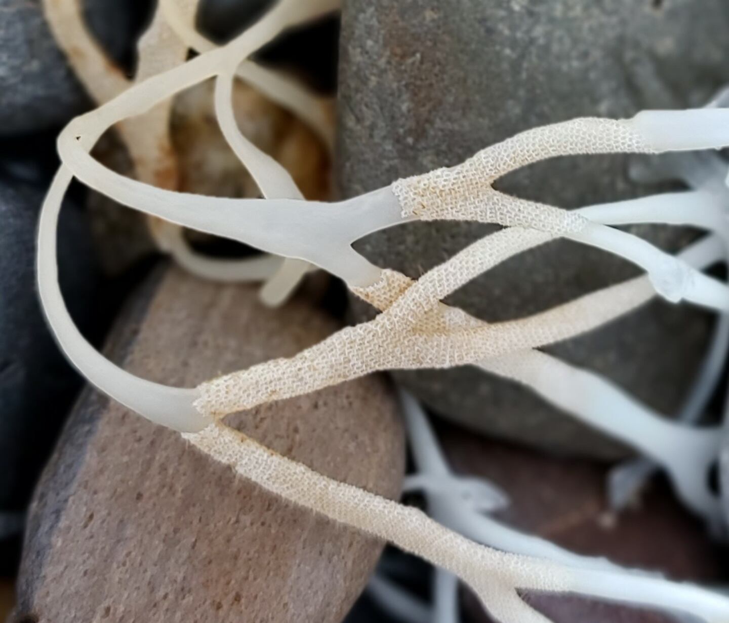 Eye on Nature: Bird on the loose, unusual seaweed and cucumber spiders ...