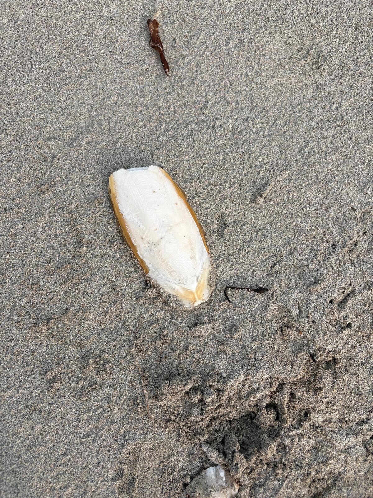 ‘This huge wasp landed on my son. What was it?’ – The Irish Times