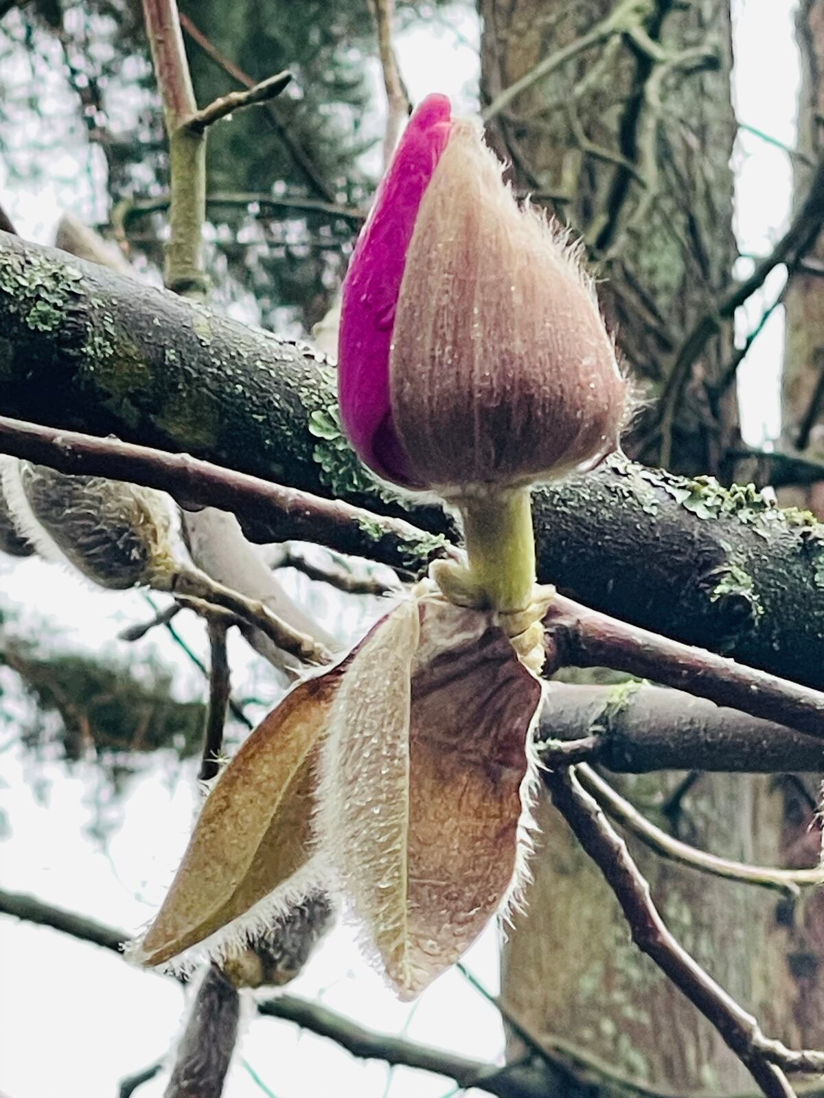 The fascinating history of the magnolias that are springing up around ...