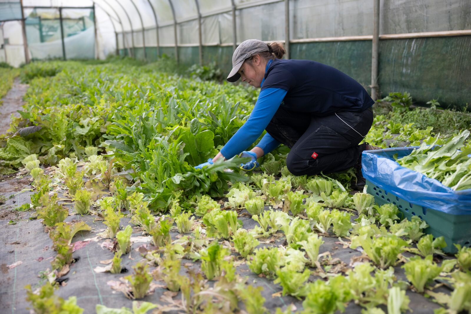 The rural Dublin family farm where the best chefs in Ireland source ...