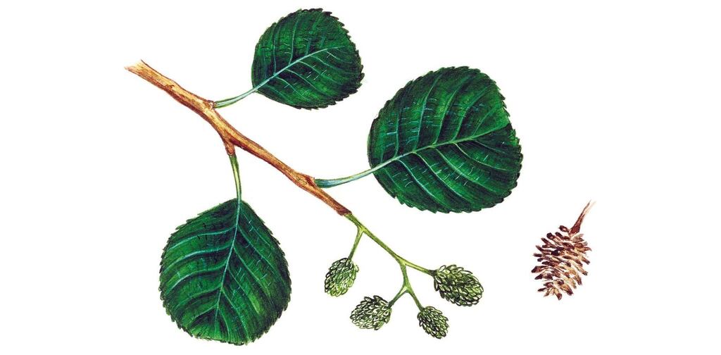 Identify the trees of Ireland – by leaf, flower, fruit and shape – The ...