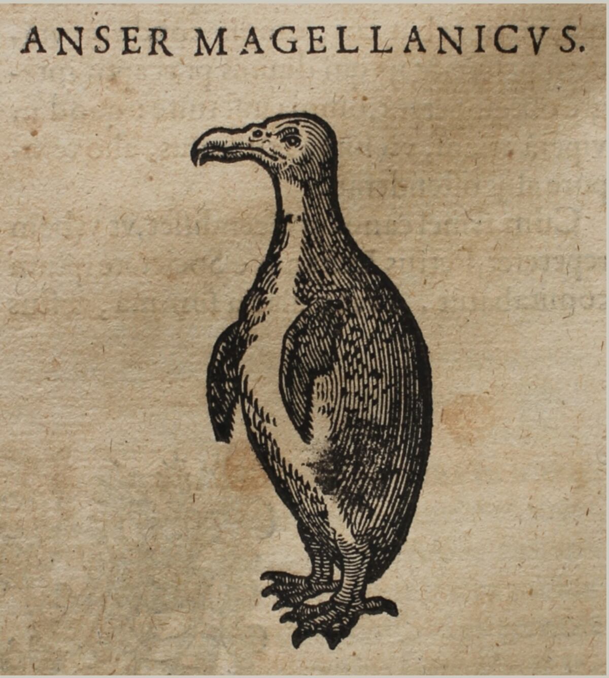 Bringing back the dodo: Dublin display reveals rare description of bird ...