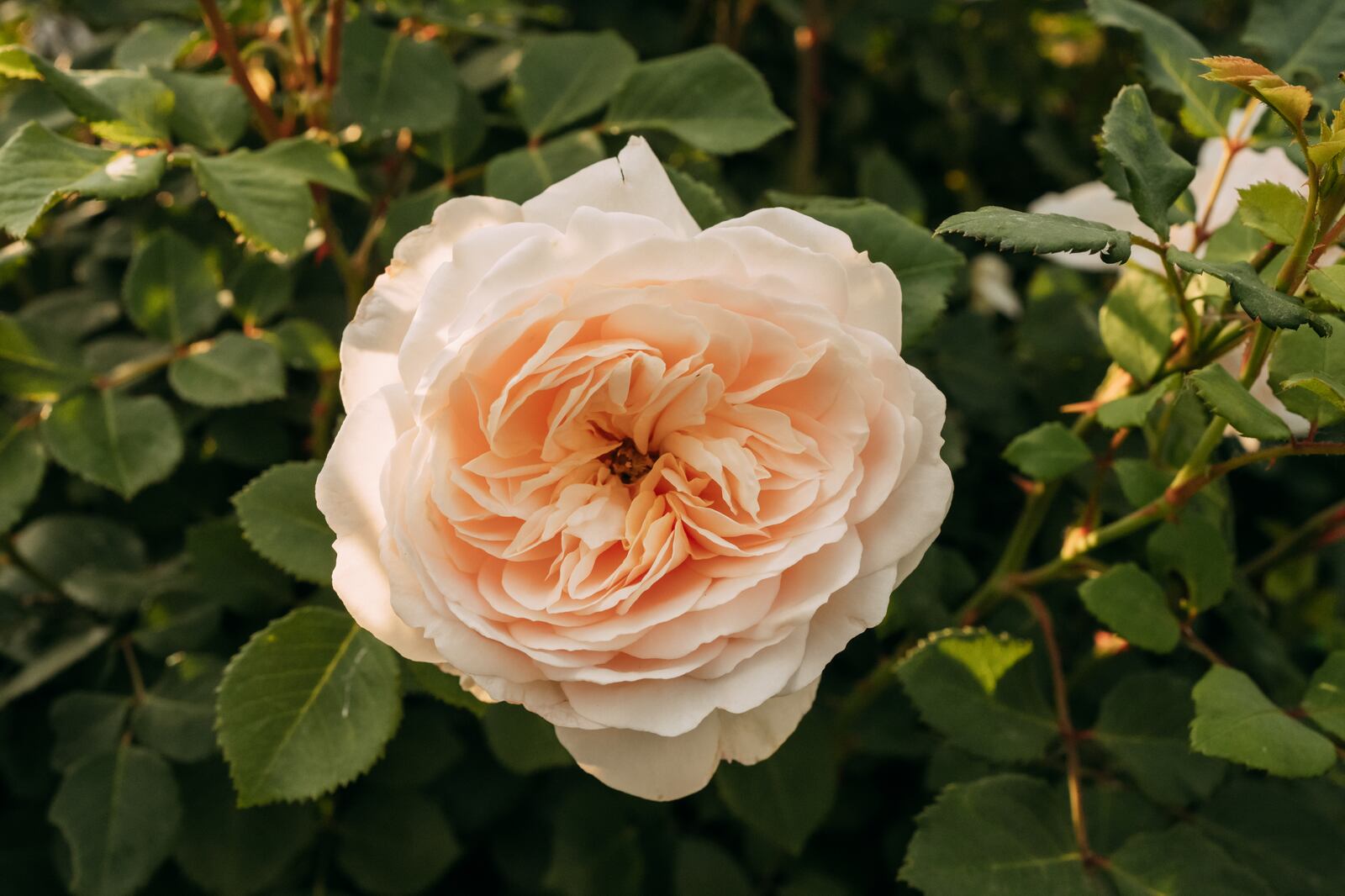 I’ve fallen in love with roses again despite their constant demands ...