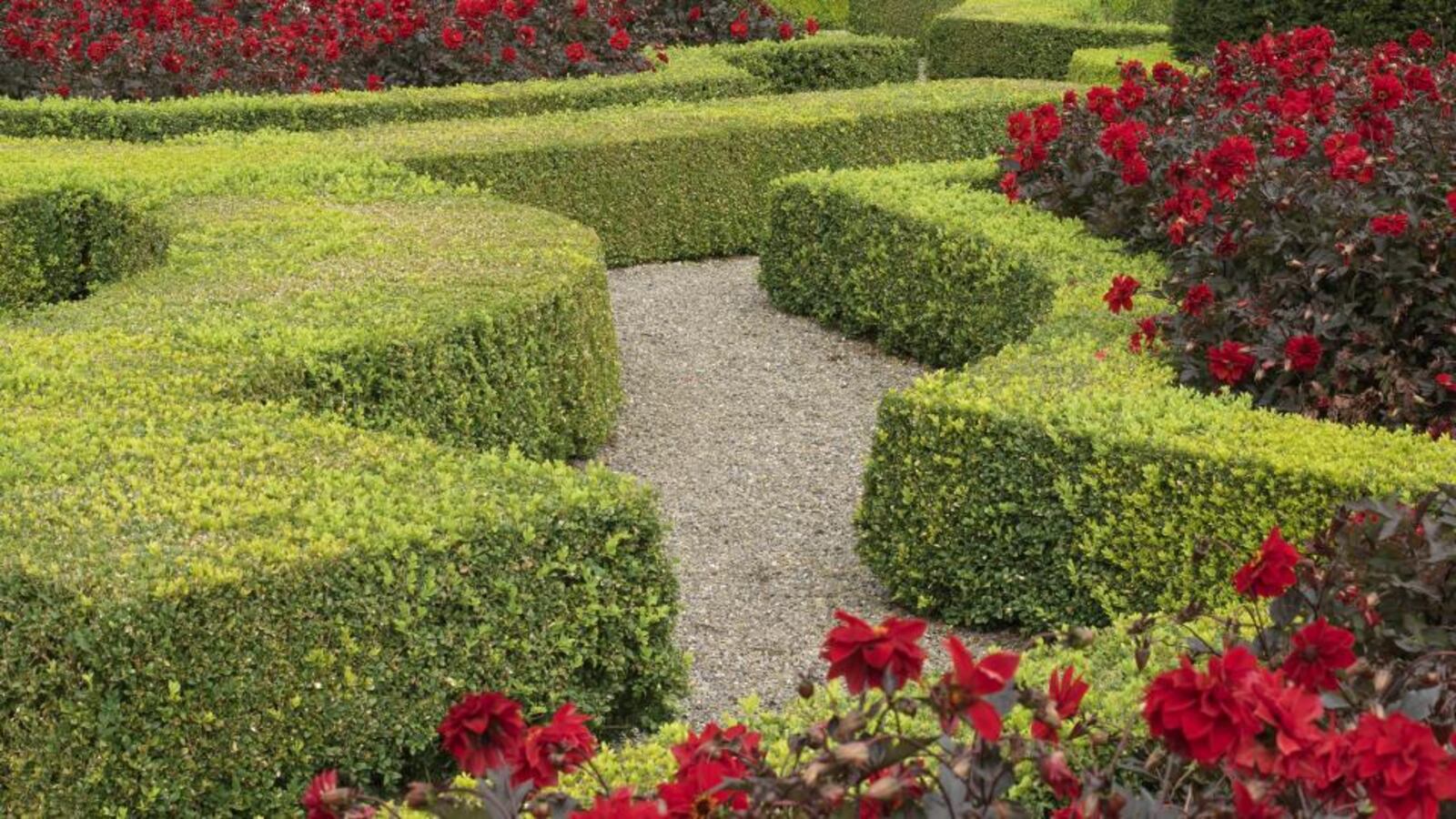 Your gardening questions answered: How can I fight an attack by box ...