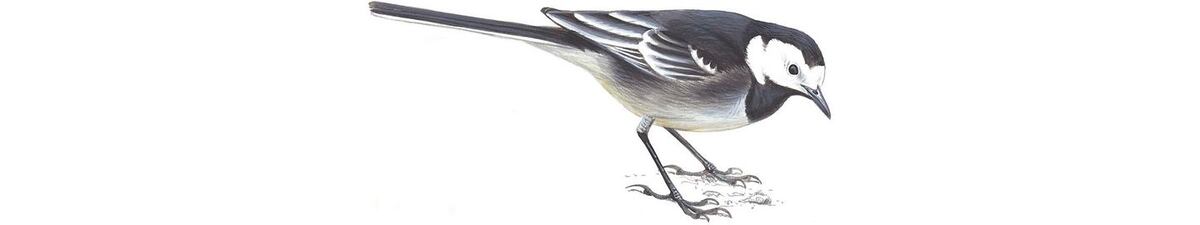 Identify Ireland’s most common garden birds – with pictures and sound ...