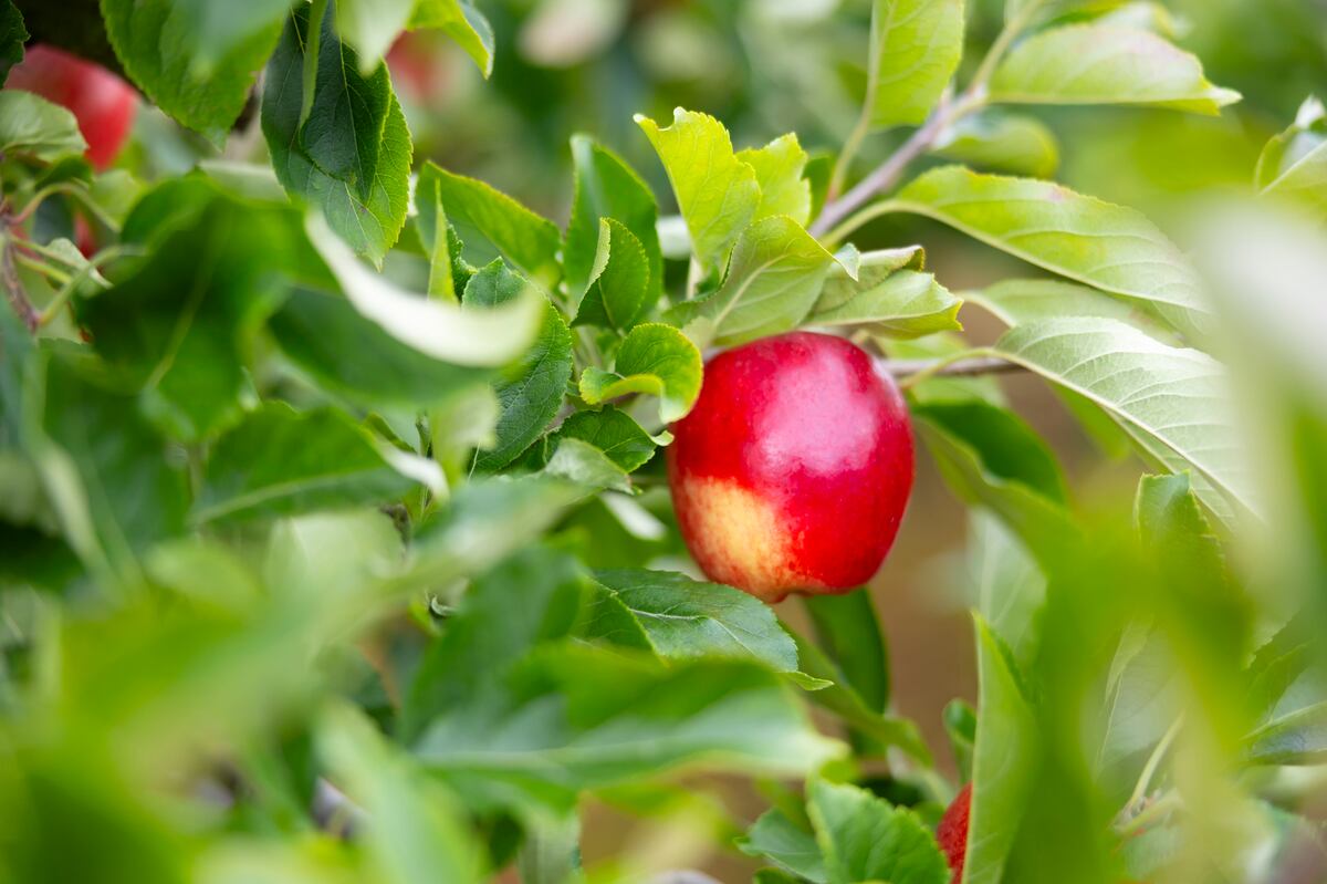 The secret world of Irish apples: why are they so juicy and why do we ...